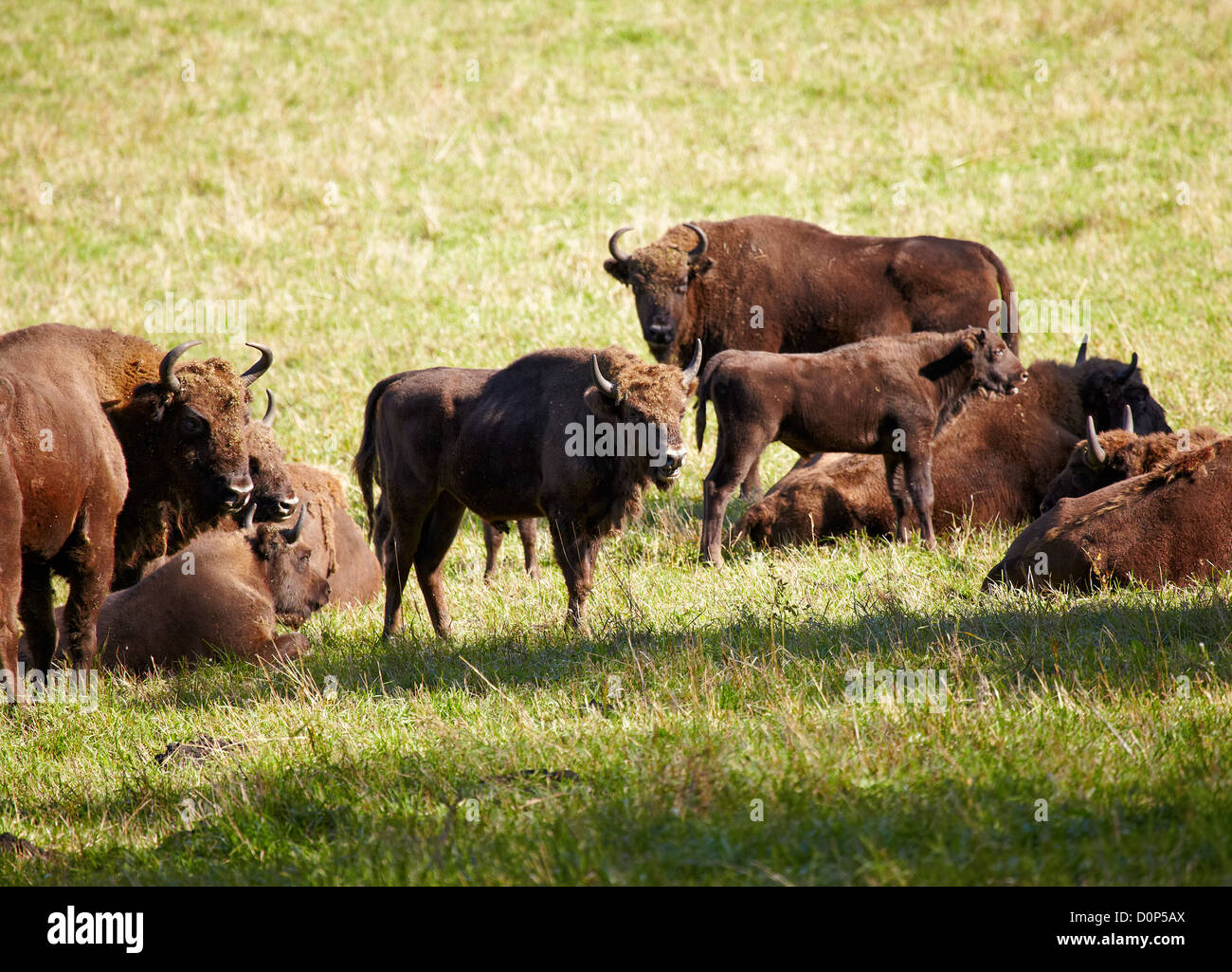 Steppe bison hi-res stock photography and images - Alamy