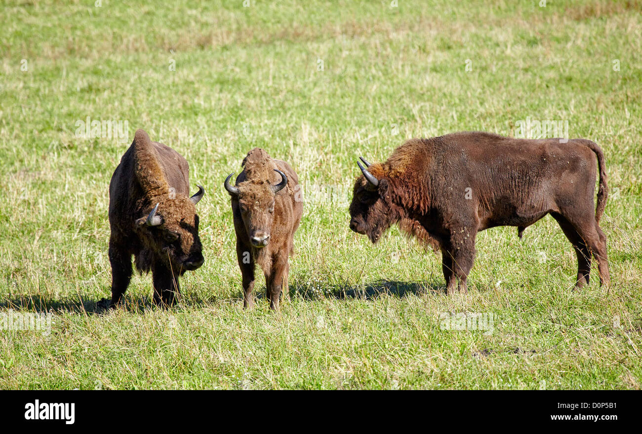 Steppe bison hi-res stock photography and images - Alamy