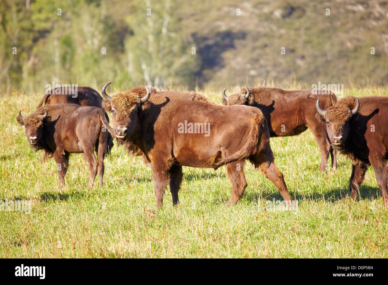 Steppe bison hi-res stock photography and images - Alamy