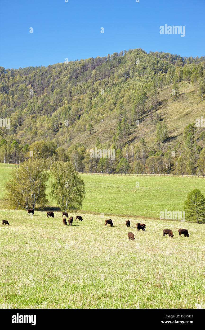 European steppe bison hi-res stock photography and images - Alamy
