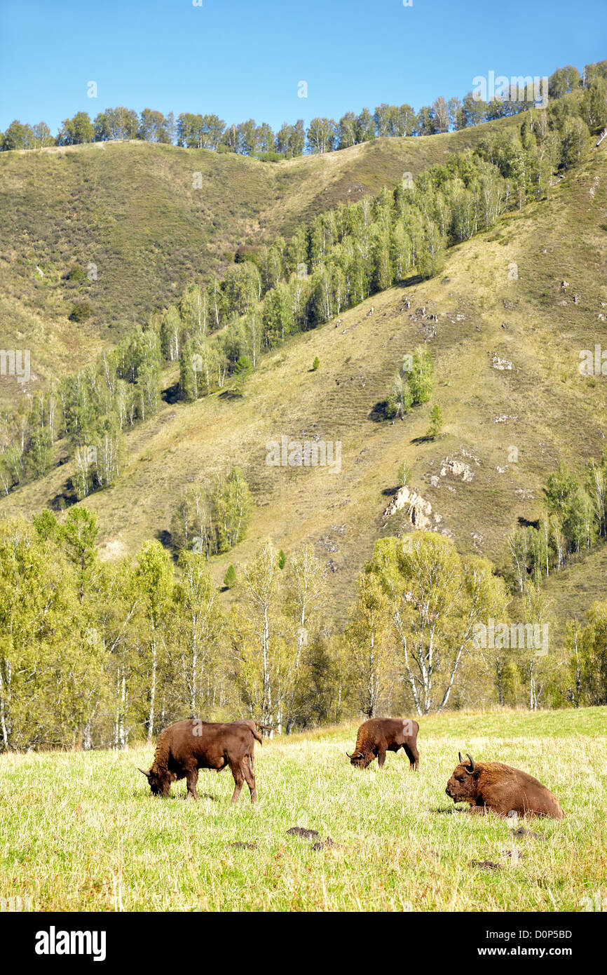 European steppe bison hi-res stock photography and images - Alamy