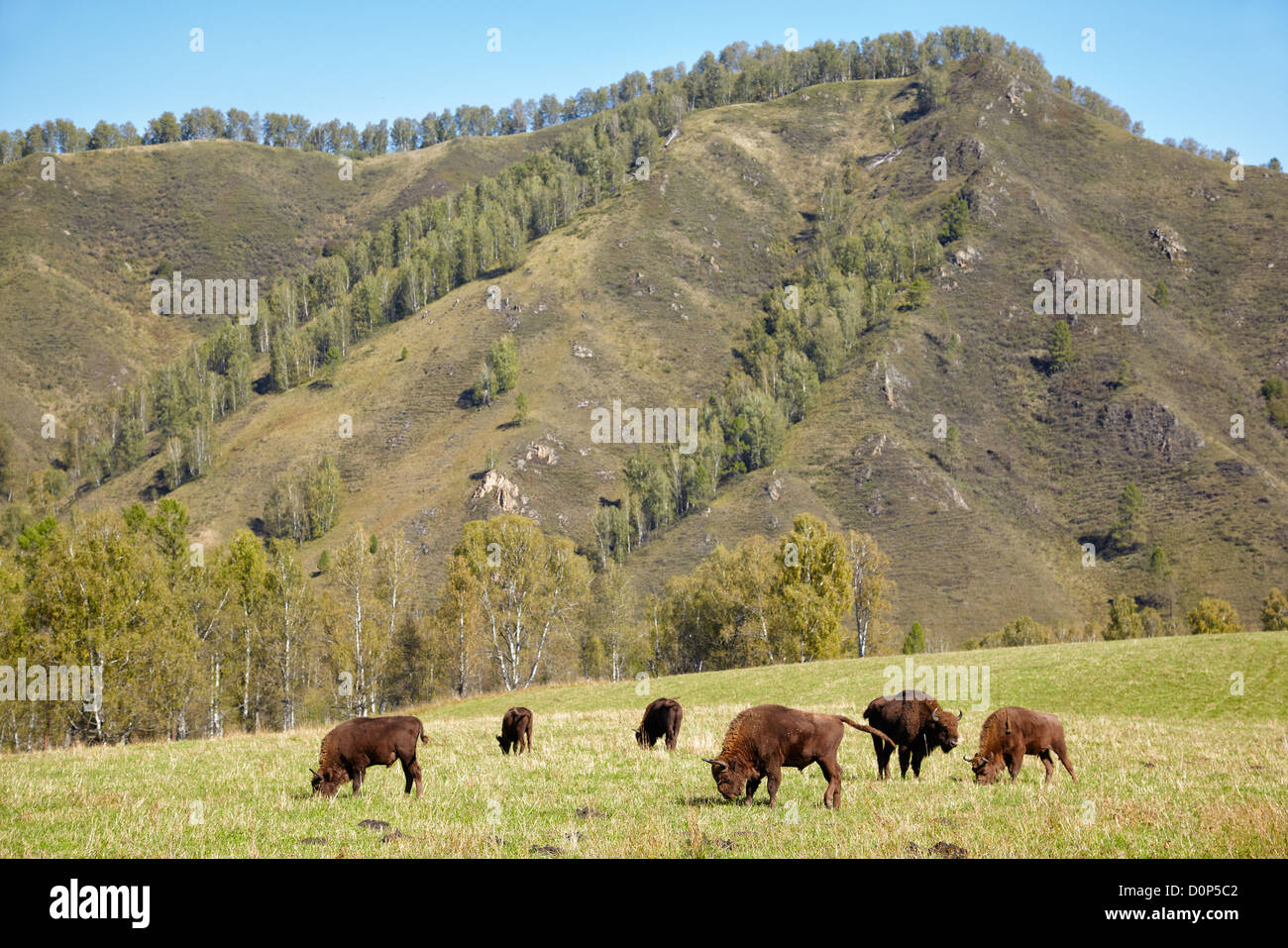 Bison herd russia nature hi-res stock photography and images - Alamy