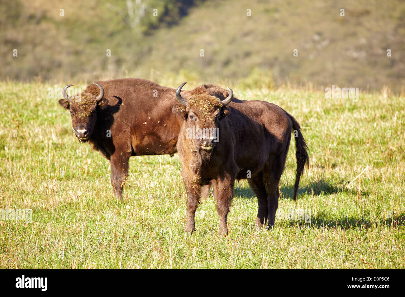 Bizon bison hi-res stock photography and images - Alamy