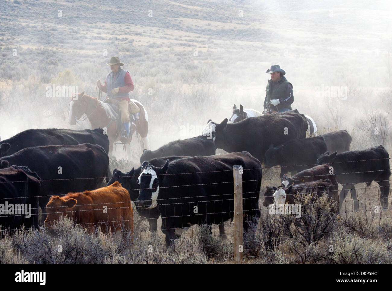 Two cowboys herding cattle hi-res stock photography and images - Alamy