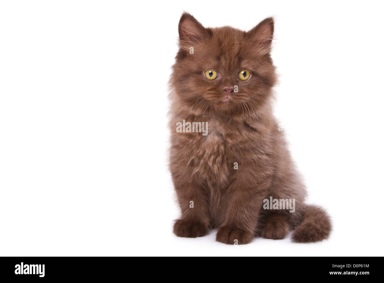 British kitten Stock Photo - Alamy