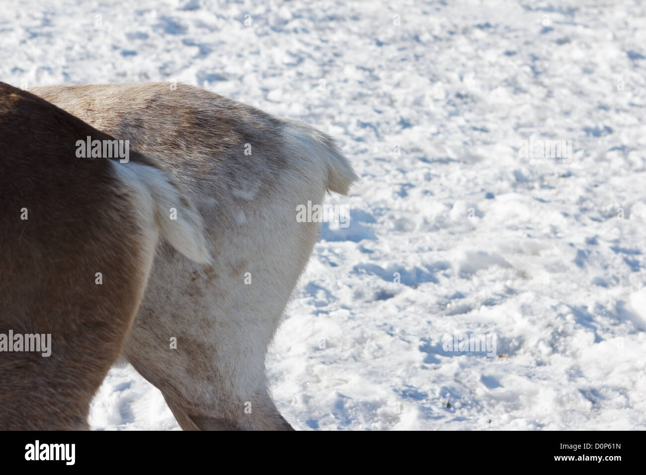 Parts of an animal hi-res stock photography and images - Alamy
