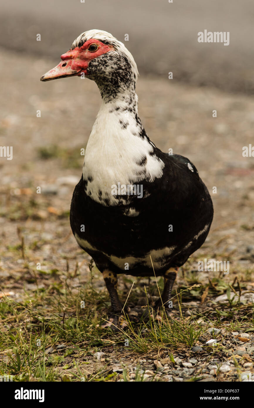 Beautiful gray goose Stock Photo - Alamy