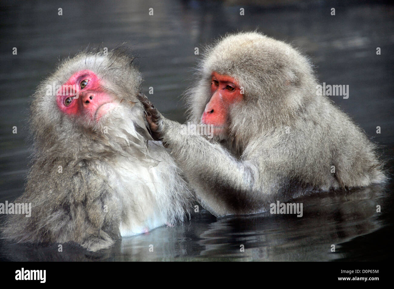 Japanese macaque Macaca fuscata picking ticks at hot spring Joshinetsu ...