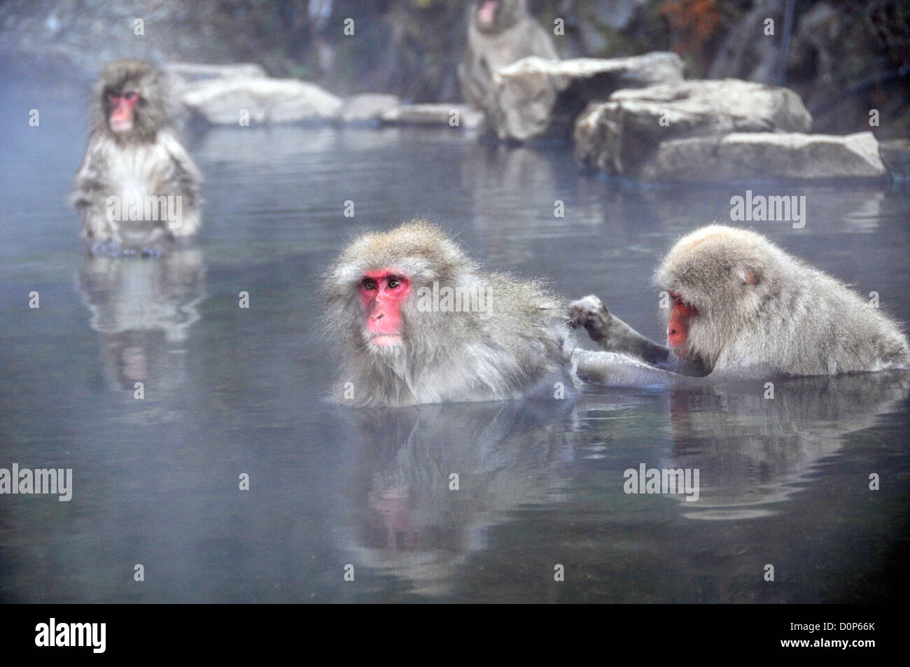 Japanese macaques, Macaca fuscata, in social grooming behavior inside ...