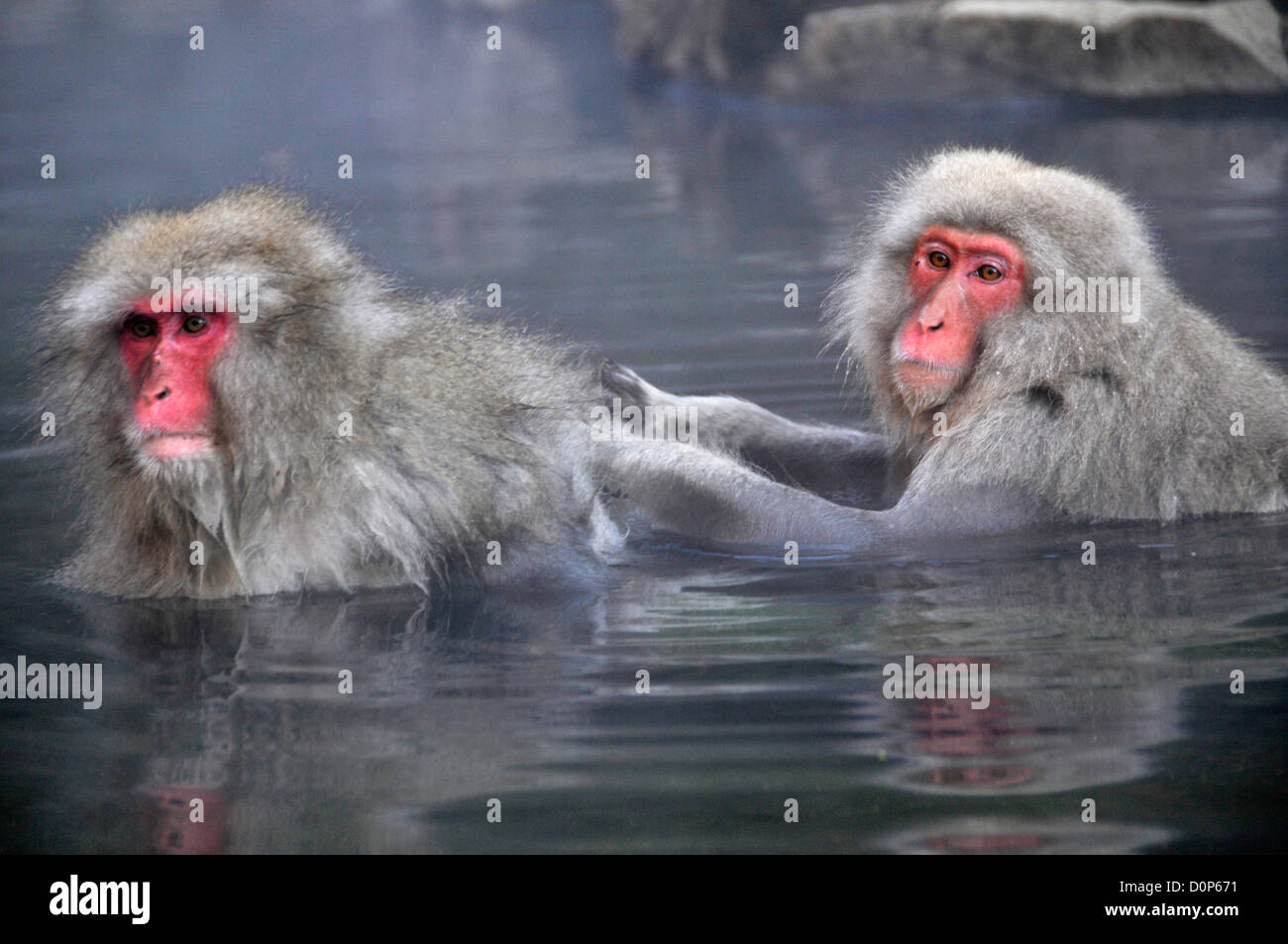 Japanese macaques, Macaca fuscata, in social grooming behavior inside ...