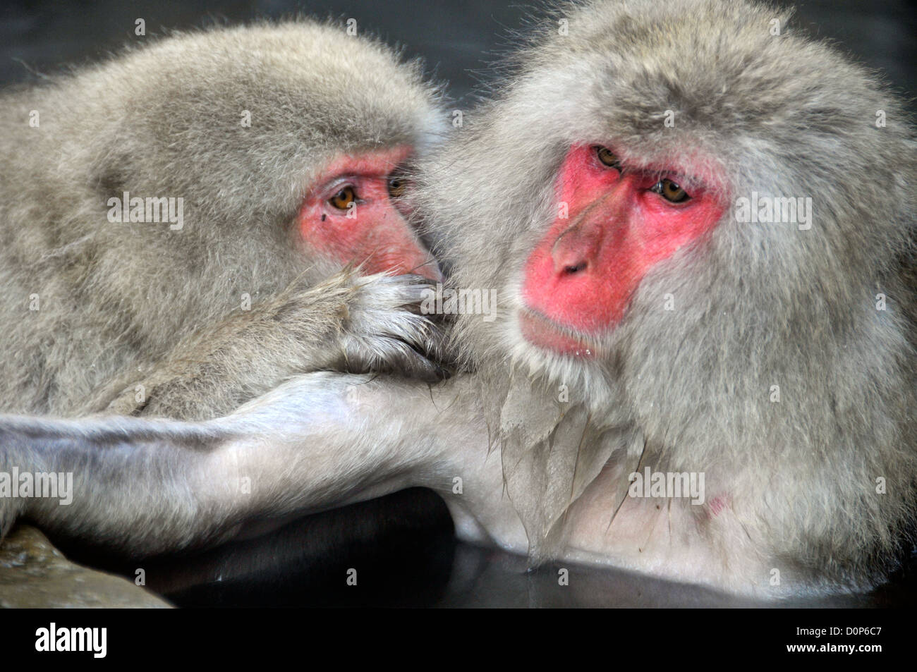 Japanese macaques, Macaca fuscata, in social grooming behavior inside ...