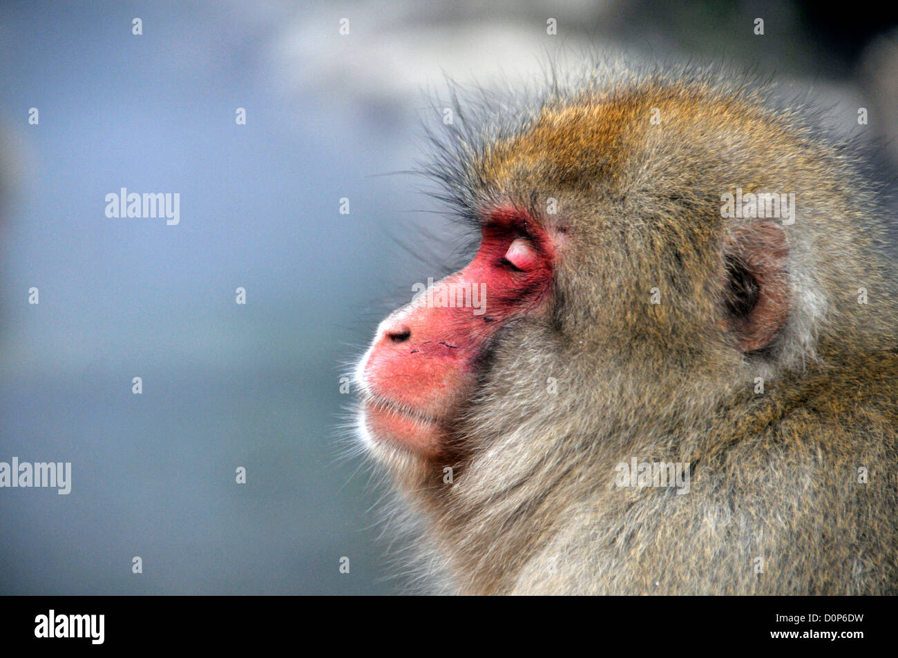 Japanese macaque, Macaca fuscata, Jigokudani Monkey Park, Joshinetsu ...