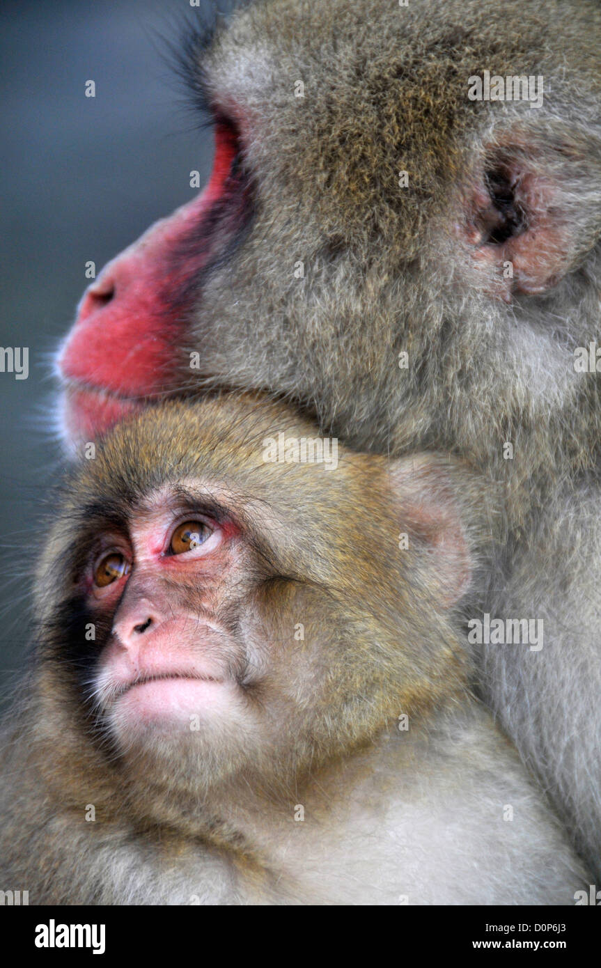 Japanese macaque and pup, Macaca fuscata, Jigokudani Monkey Park ...