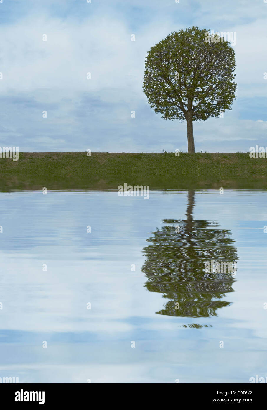 Plants and clouds reflecting in water hi-res stock photography and ...