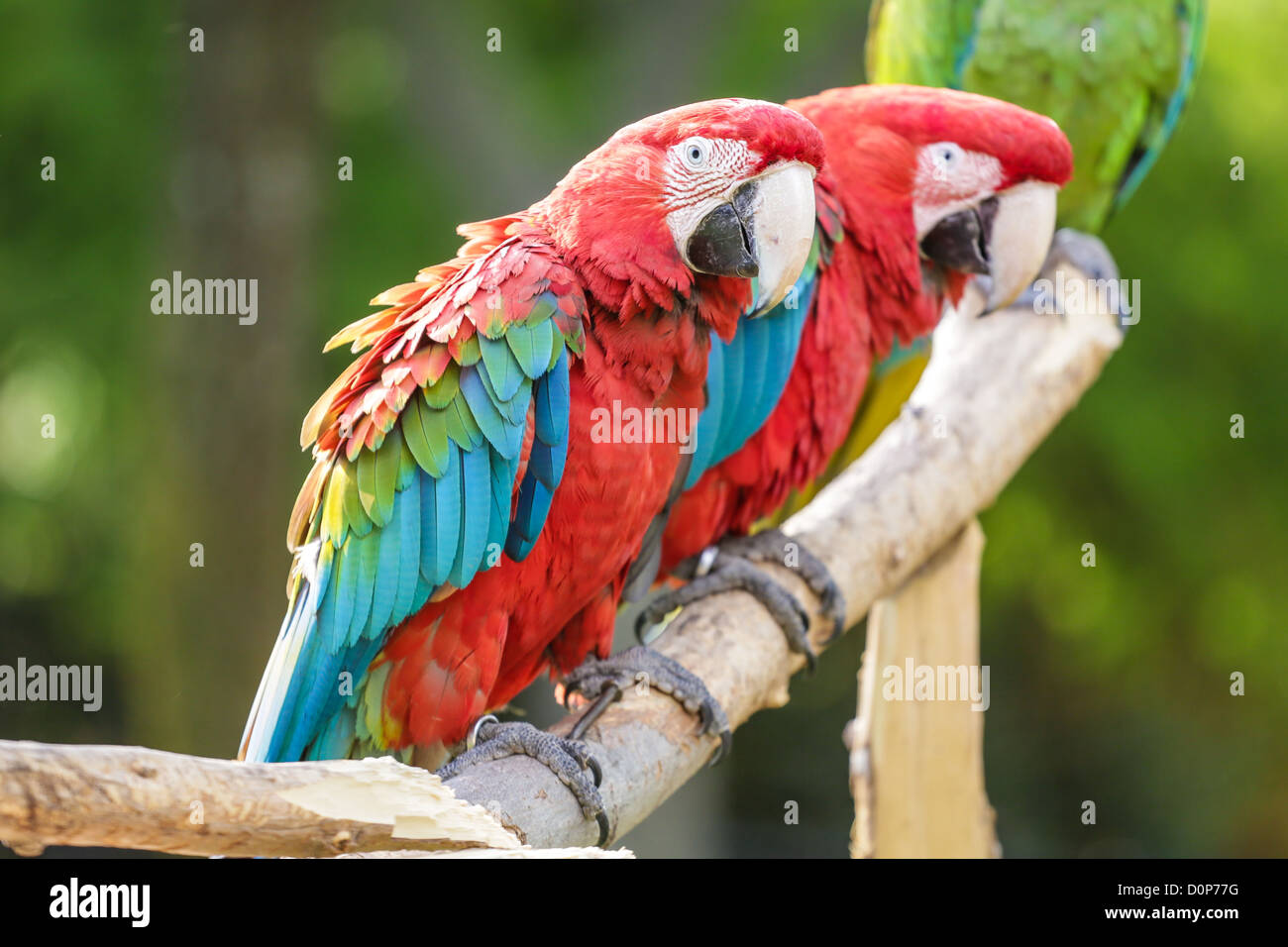 Macaw colors hi-res stock photography and images - Alamy