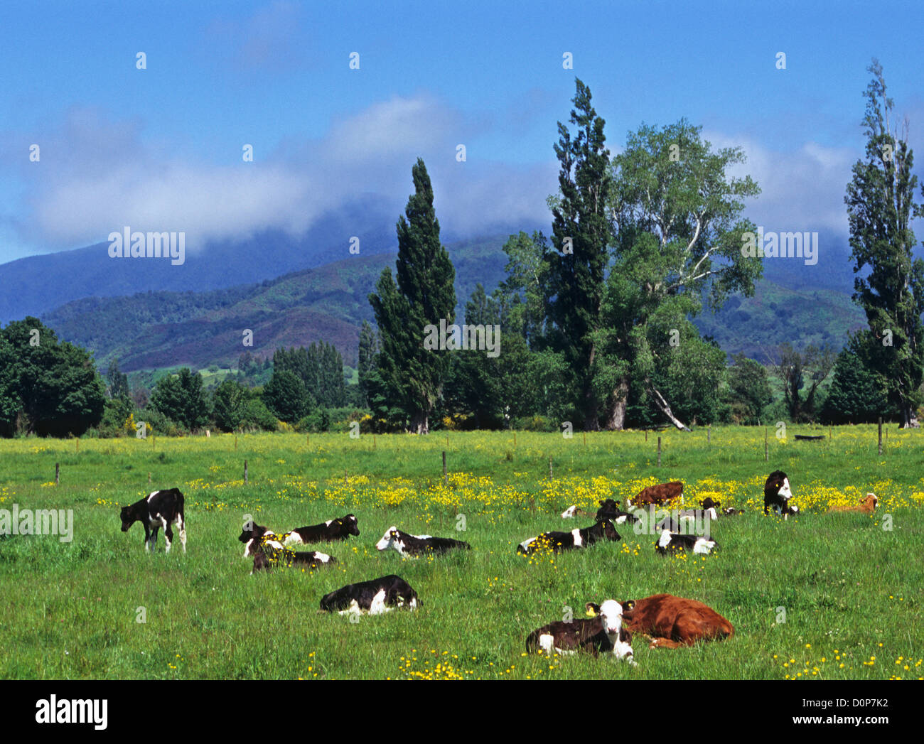 Cows in a pasture, Collingwood, New Zealand Stock Photo - Alamy