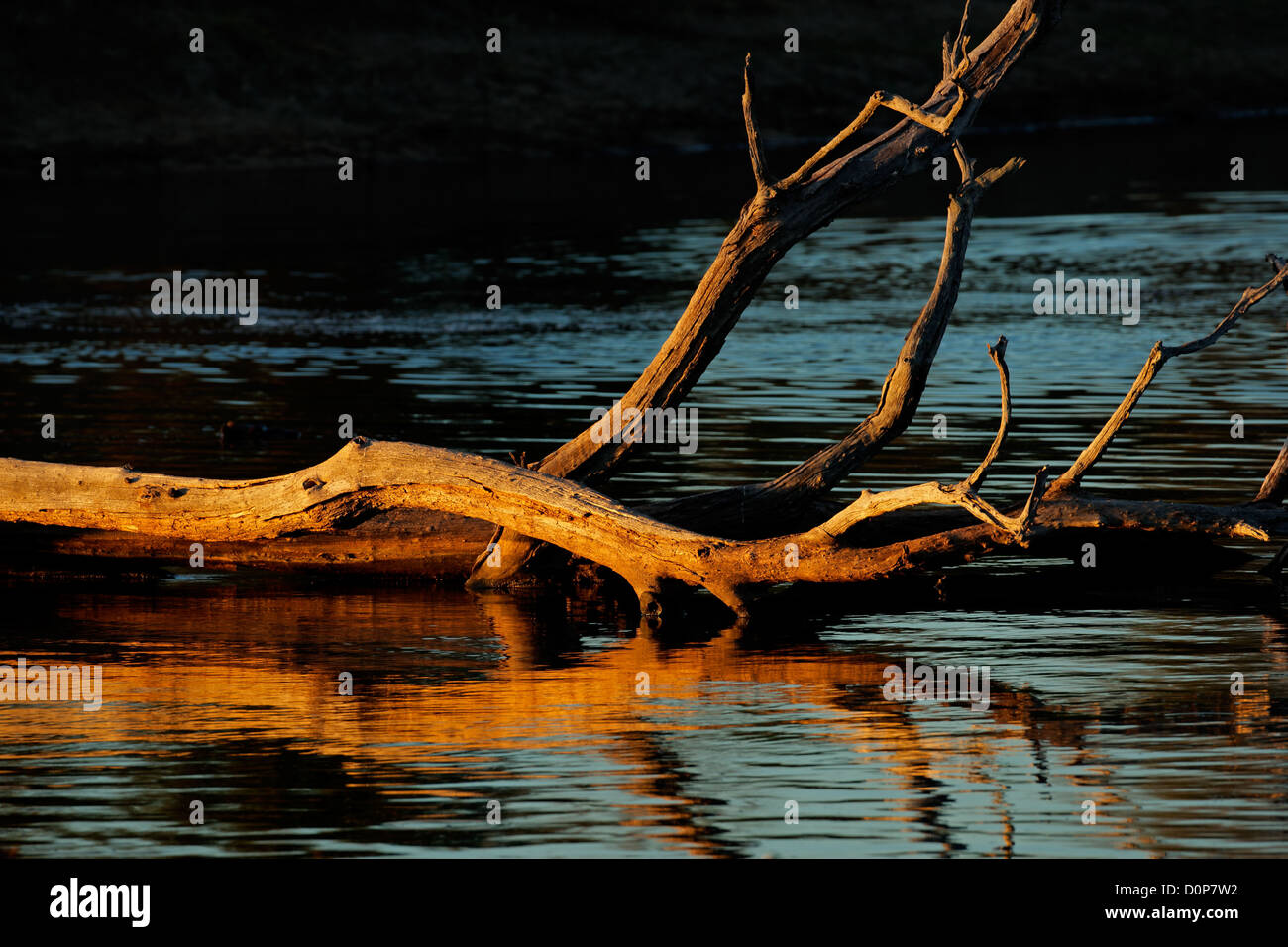 Dead tree branches with reflections in water from glowing late ...