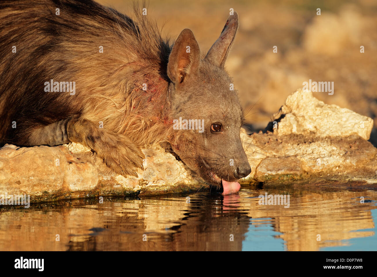 Close-up of a brown hyena (Hyaena brunnea) drinking water, Kalahari ...
