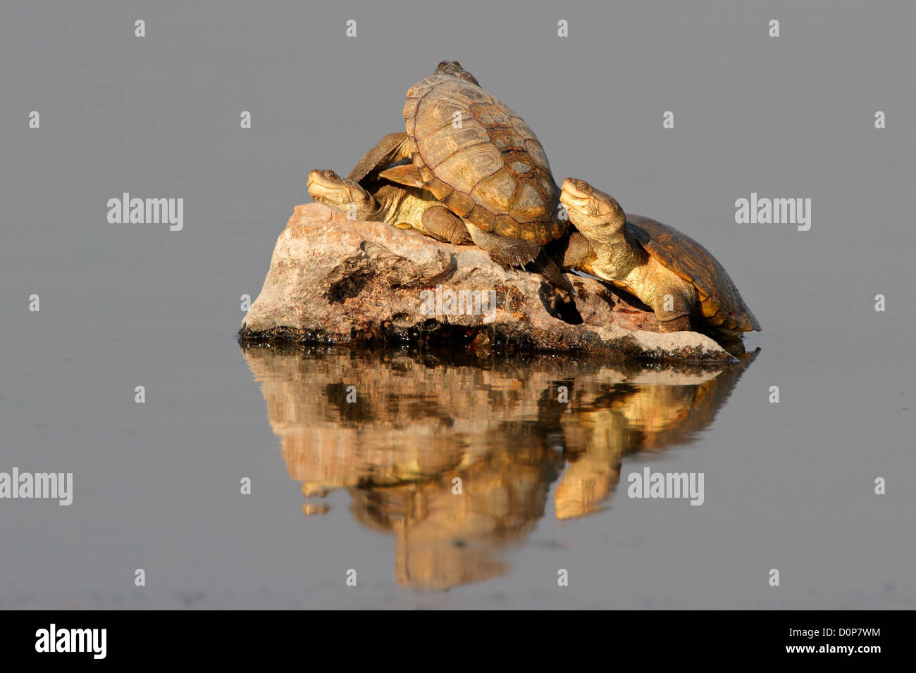 Helmeted marsh terrapins hi-res stock photography and images - Alamy