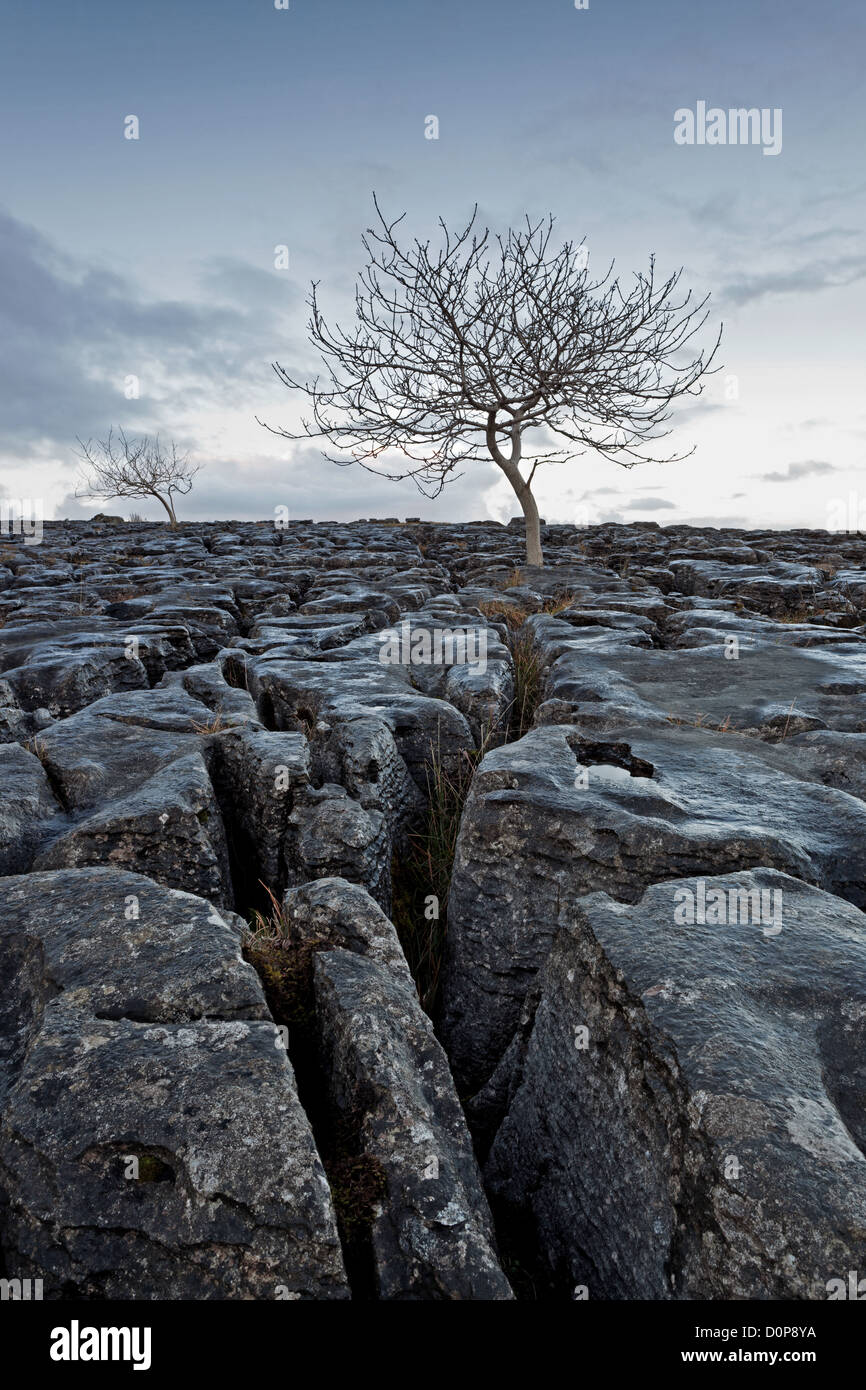 Two trees on Southerscale Scar limestone pavement near Ingleton in the ...