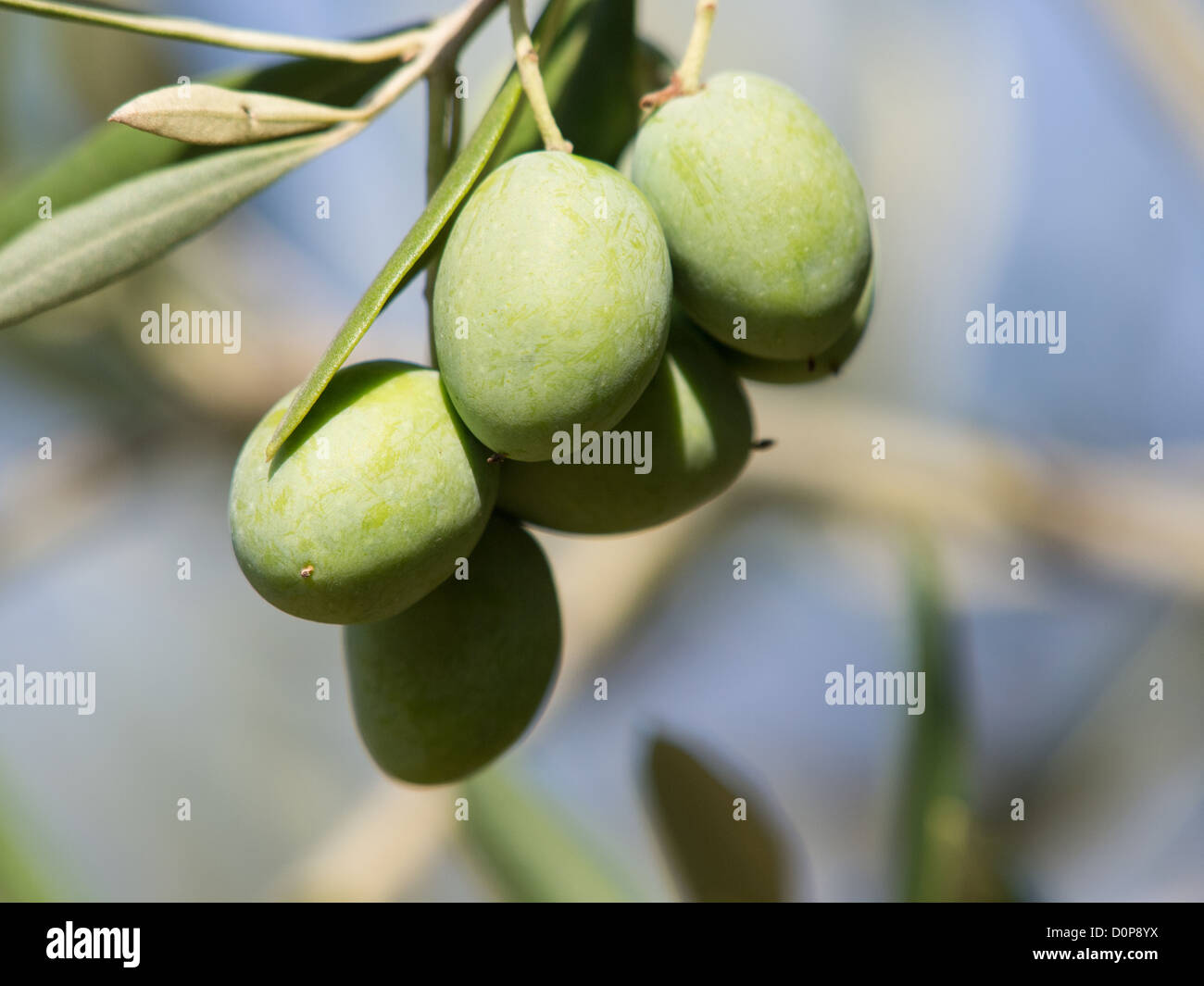 Olive tree with many colorful fruits Stock Photo - Alamy