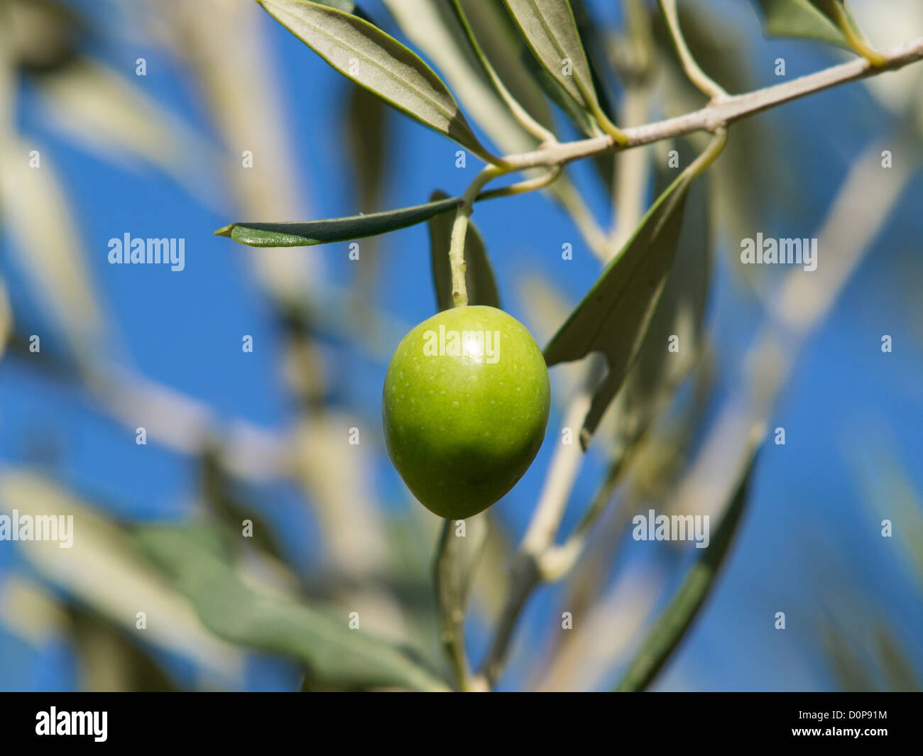 Olive tree with many colorful fruits Stock Photo - Alamy