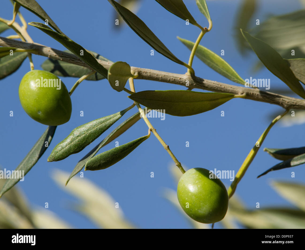 Olive tree with many colorful fruits Stock Photo - Alamy