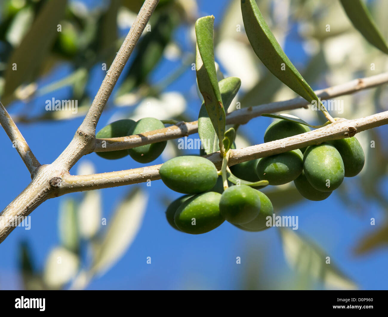 Olive tree with many colorful fruits Stock Photo - Alamy