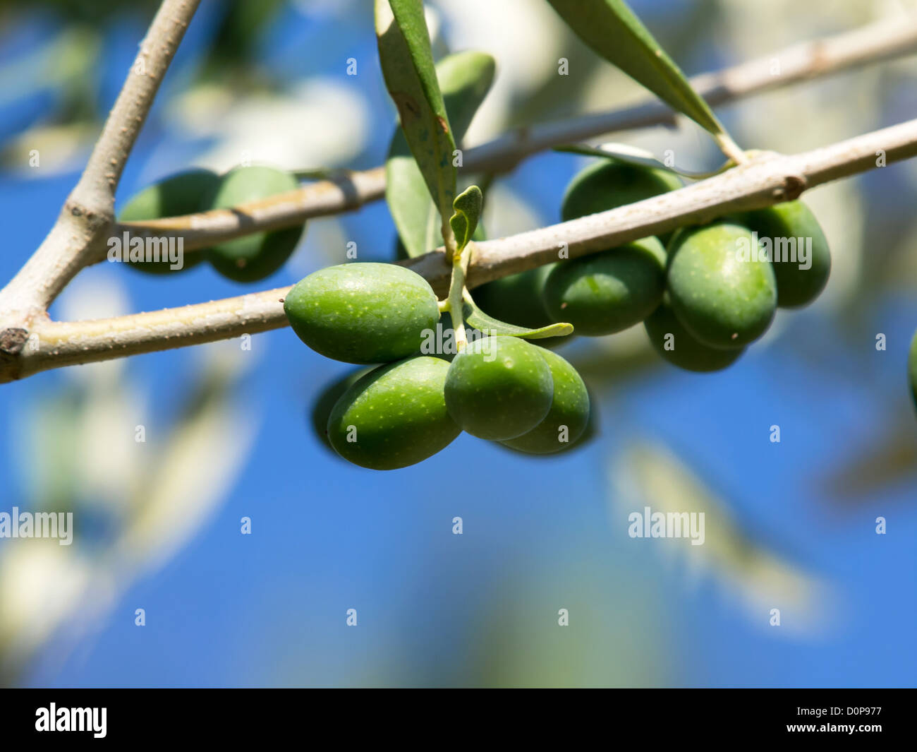 Olive tree with many colorful fruits Stock Photo - Alamy
