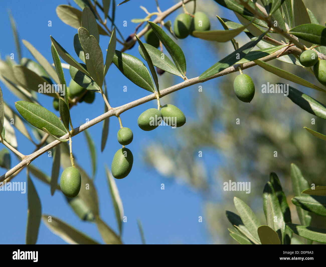 Olive tree with many colorful fruits Stock Photo - Alamy