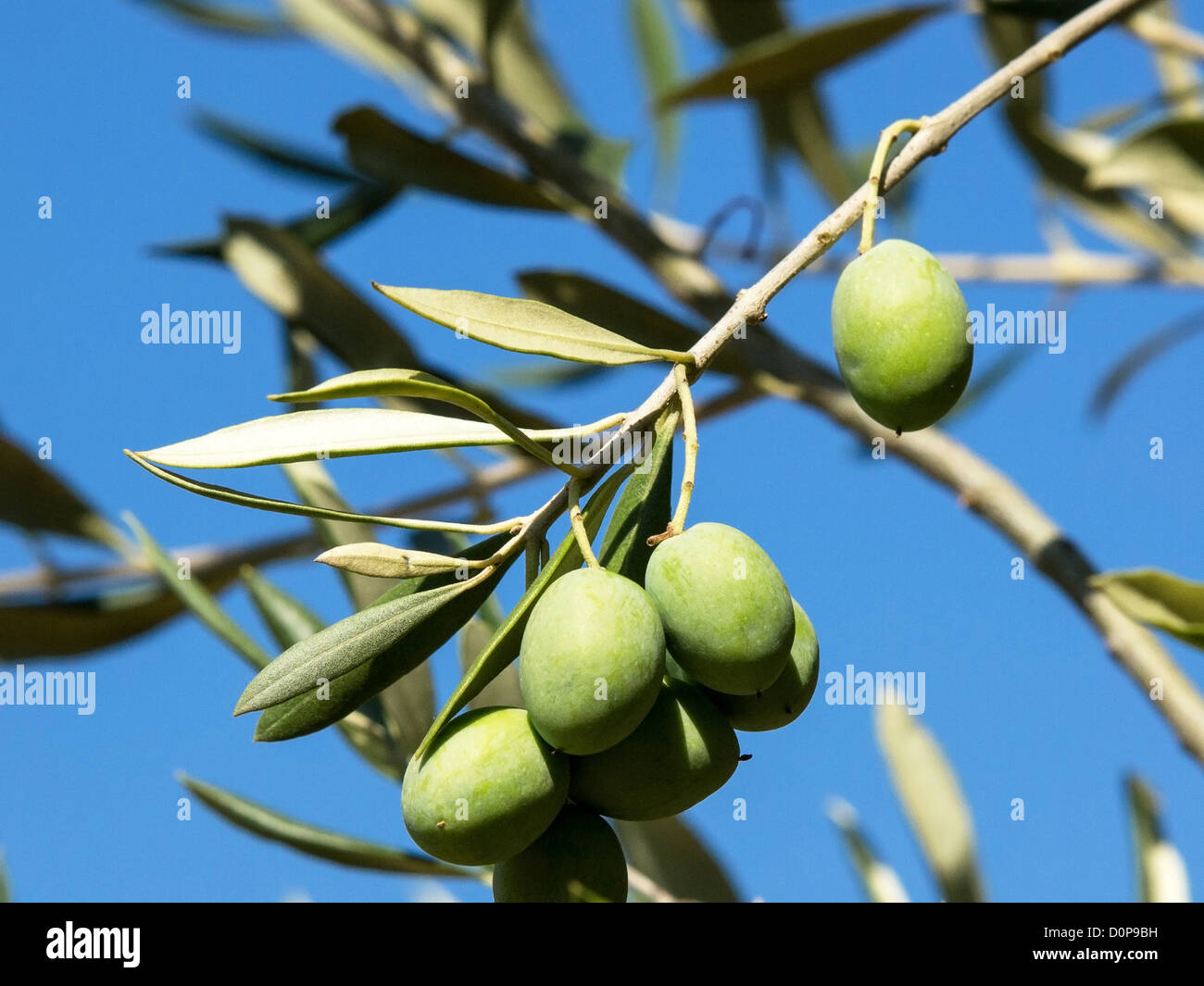 Olive tree with many colorful fruits Stock Photo - Alamy