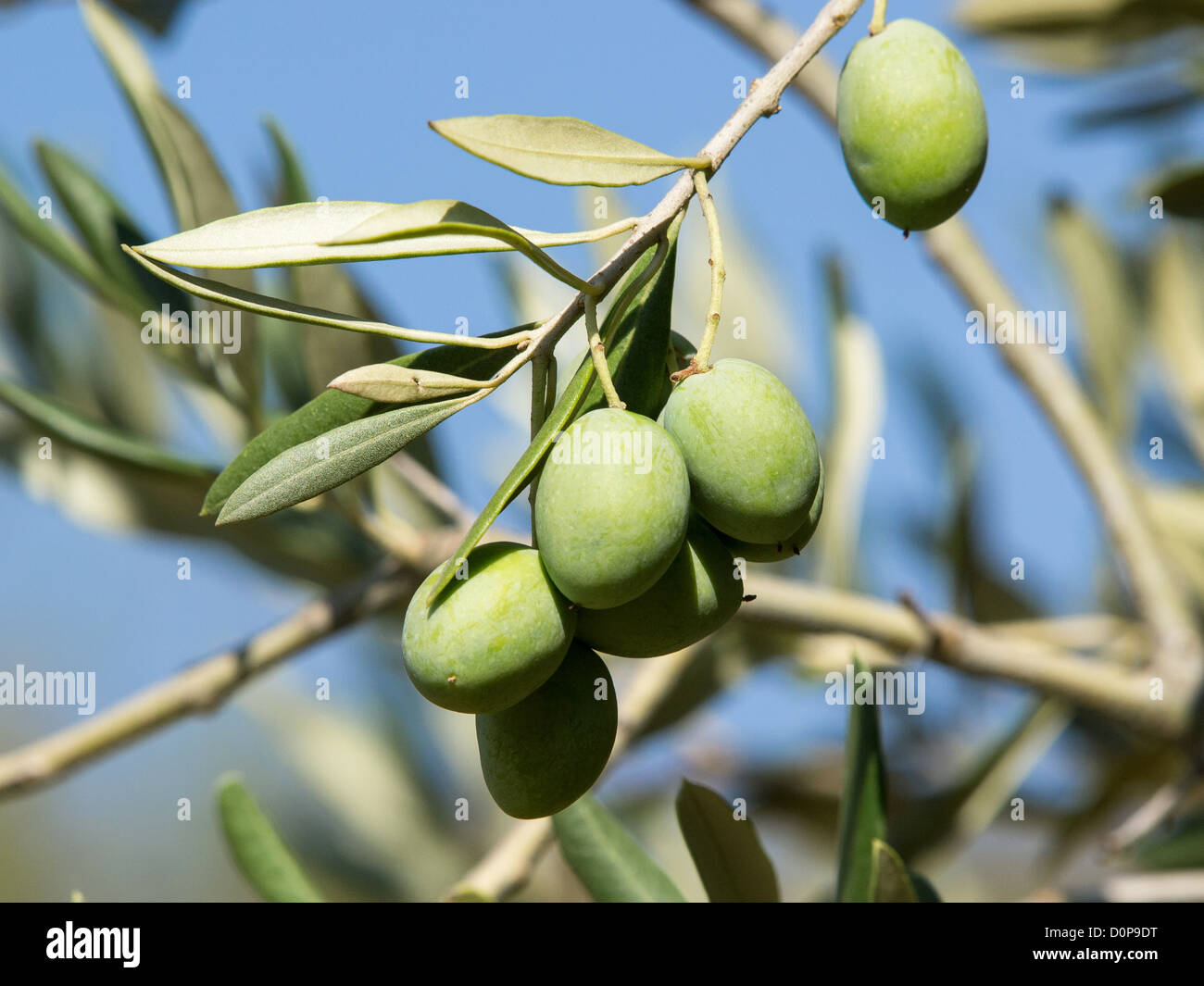 Olive tree with many colorful fruits Stock Photo - Alamy