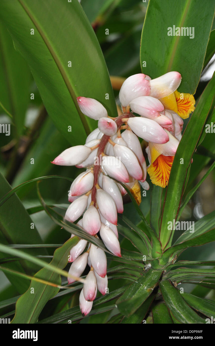 Variegated shell ginger hi-res stock photography and images - Alamy