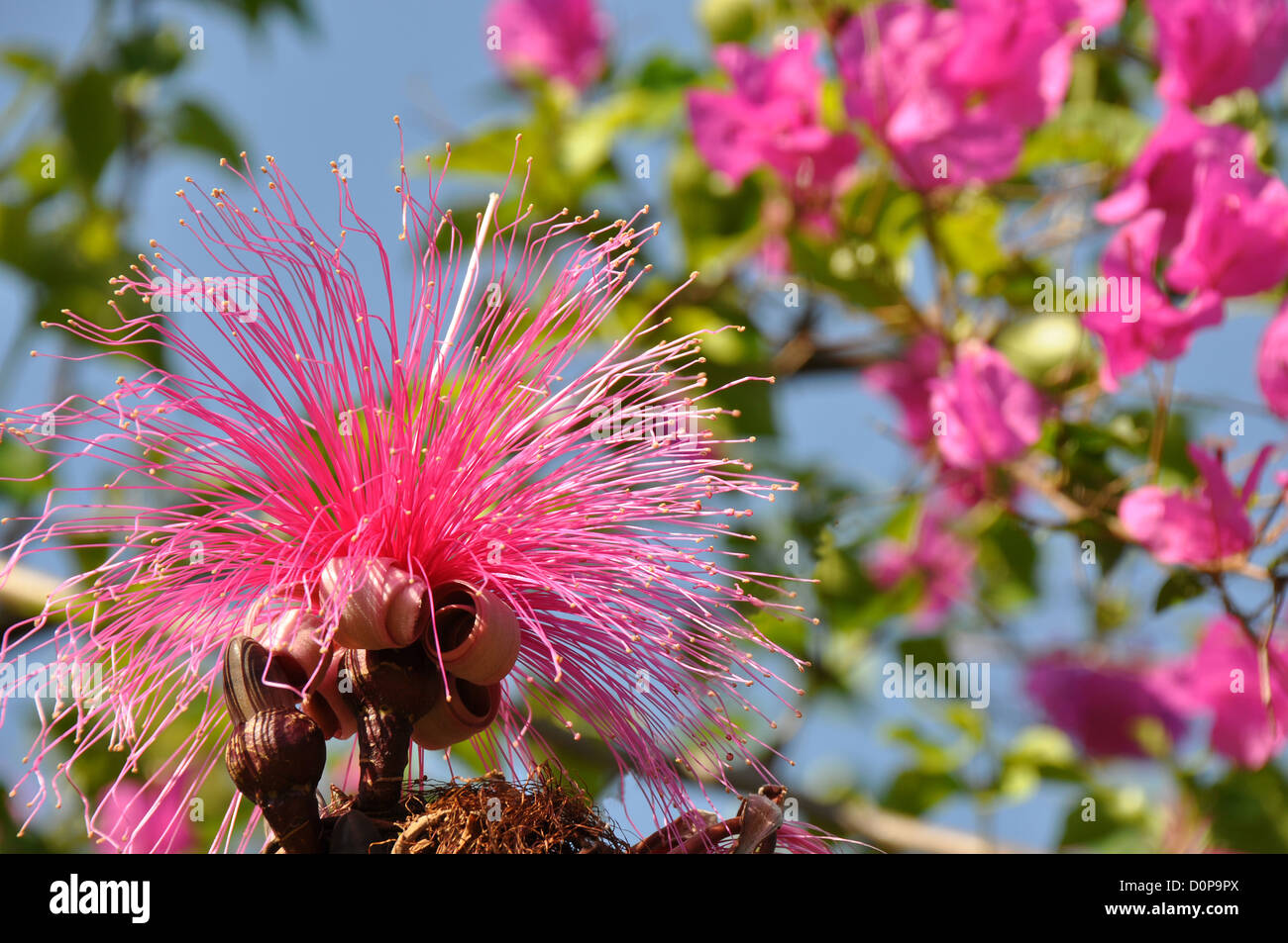 "Shaving brush tree Stock Photo - Alamy
