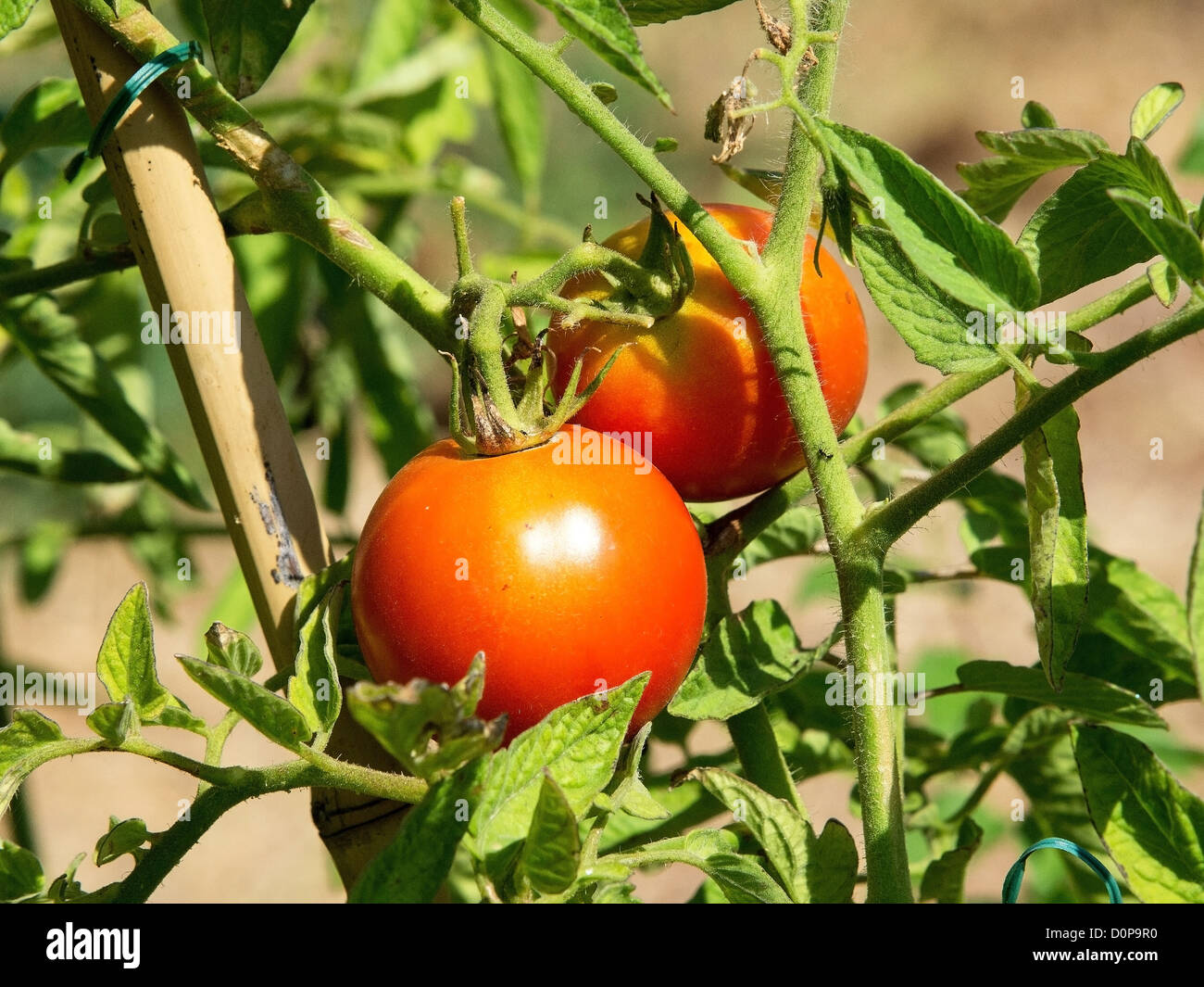 red organic tomatoes ready for harvest Stock Photo - Alamy