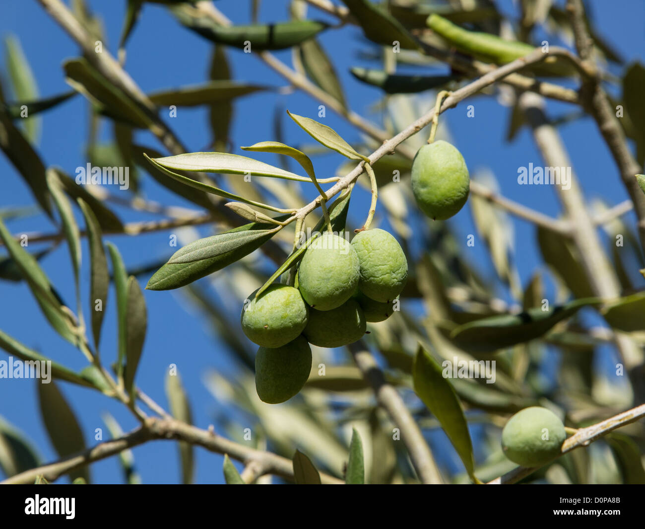 green olives on the olive tree desperate for water Stock Photo - Alamy
