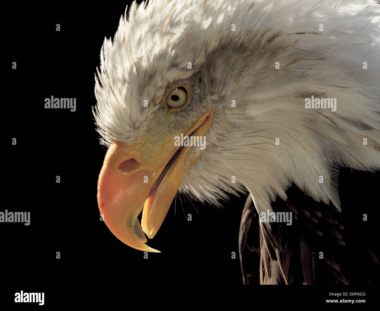 Angry Bald Eagle (Haliaeetus leucocephalus Stock Photo - Alamy