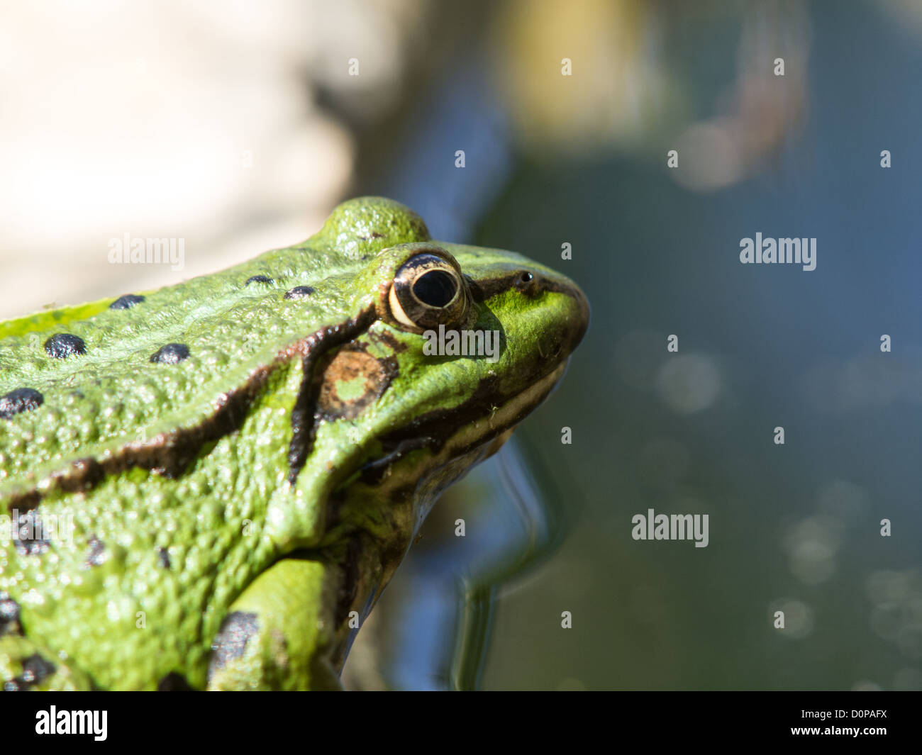 green frog on the morning sun Stock Photo - Alamy