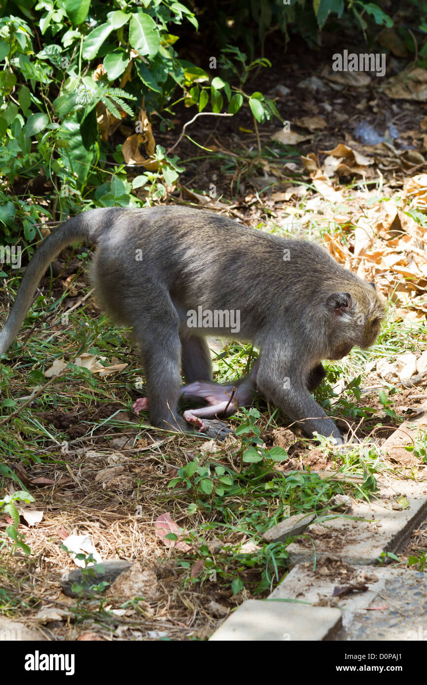 Monkey on the Compound of the Temple Pura Luhur on Bali, Indonesia ...