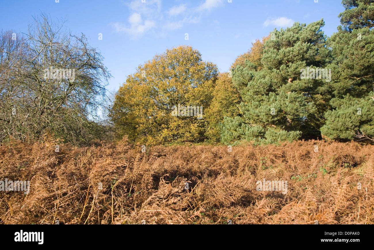 Heathland vegetation suffolk sandlings hi-res stock photography and ...