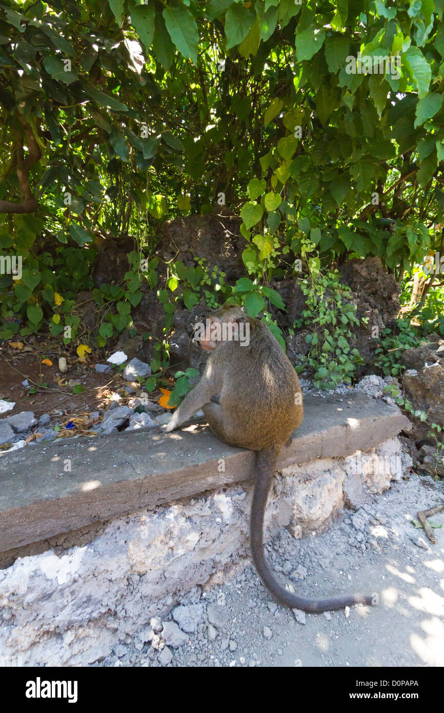 Monkey on the Compound of the Temple Pura Luhur on Bali, Indonesia ...