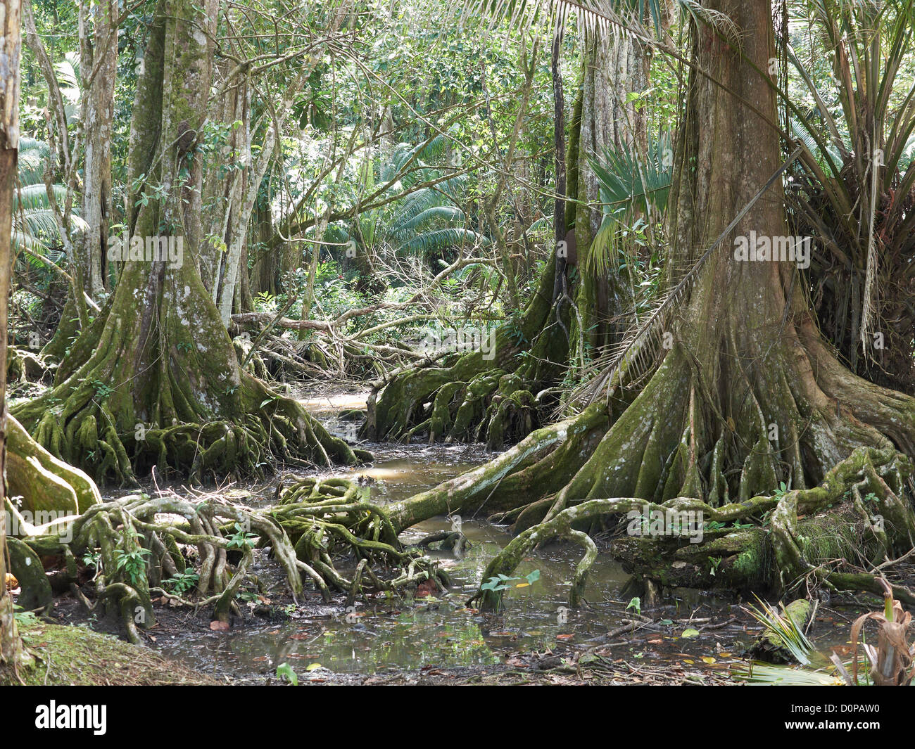 Roots of a Kapok Tree; Ceiba pentandra; rainforest; Puerto Viejo de ...