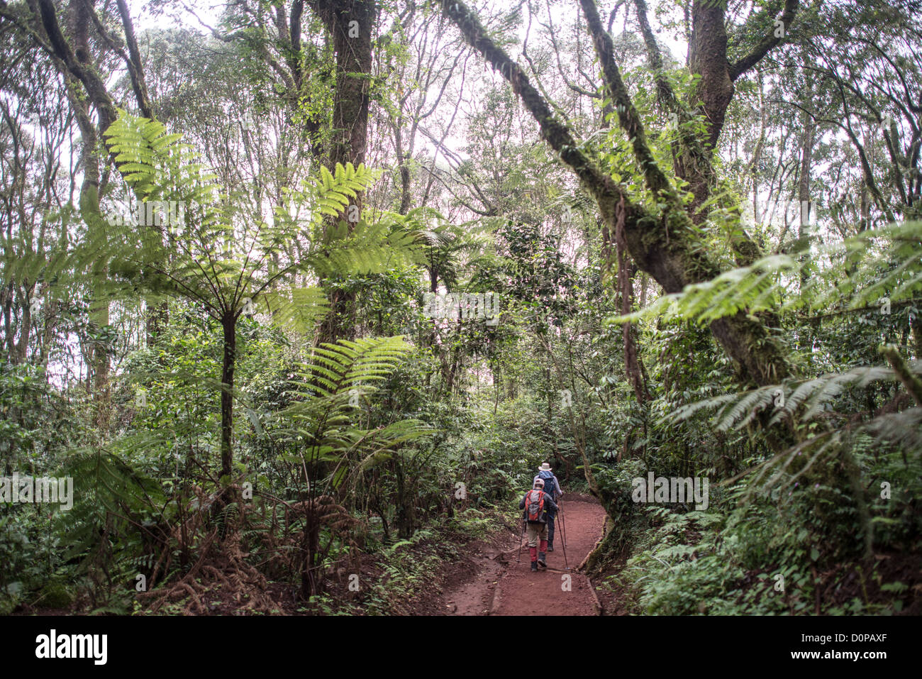 MOUNT KILIMANJARO, Tanzania — A group of hikers descends the steep ...