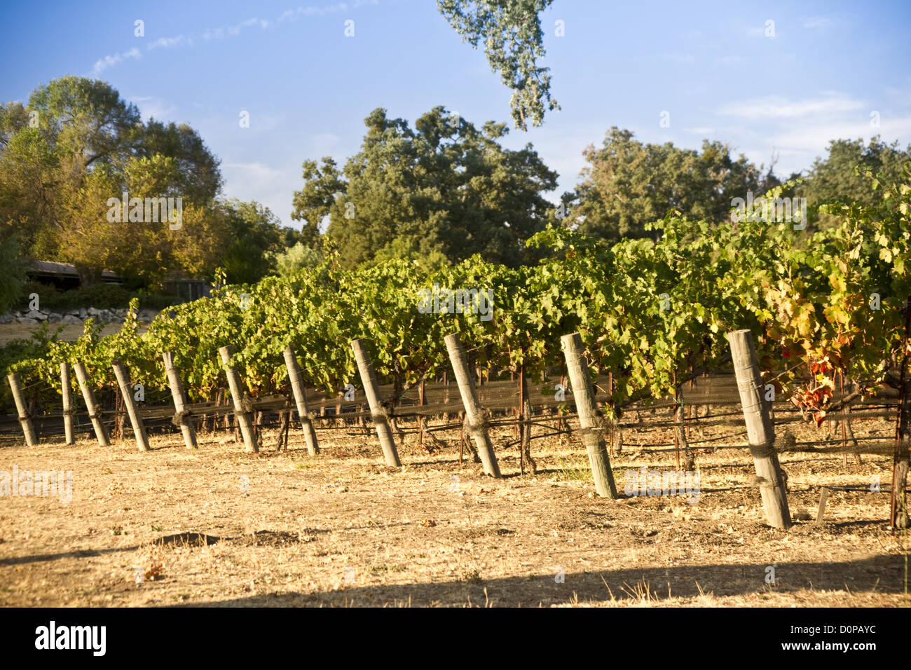 Wine on the vine hi-res stock photography and images - Alamy