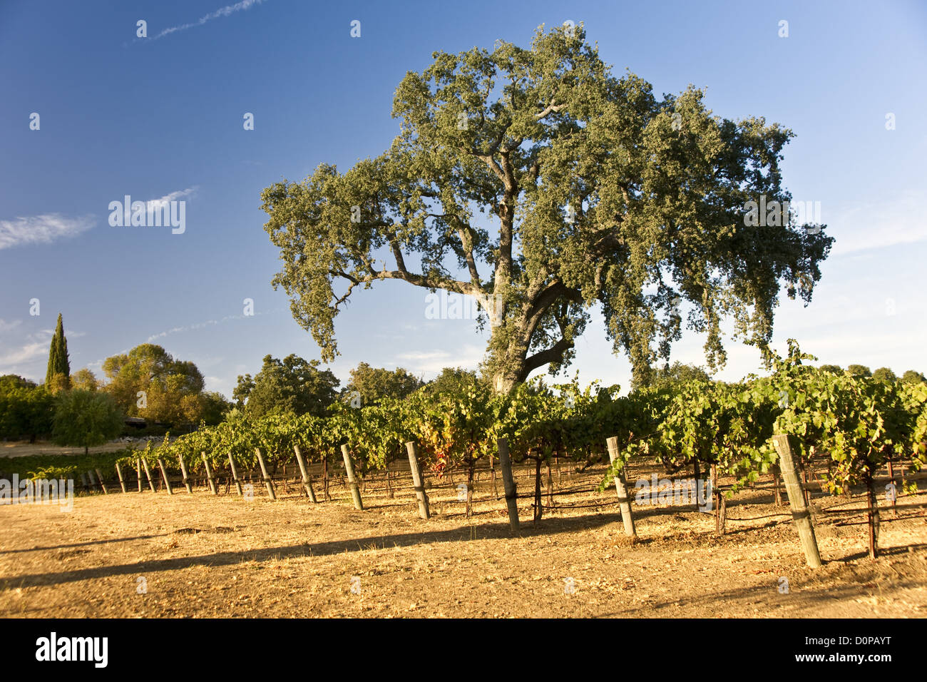 Oak Tree and Vineyard Stock Photo - Alamy