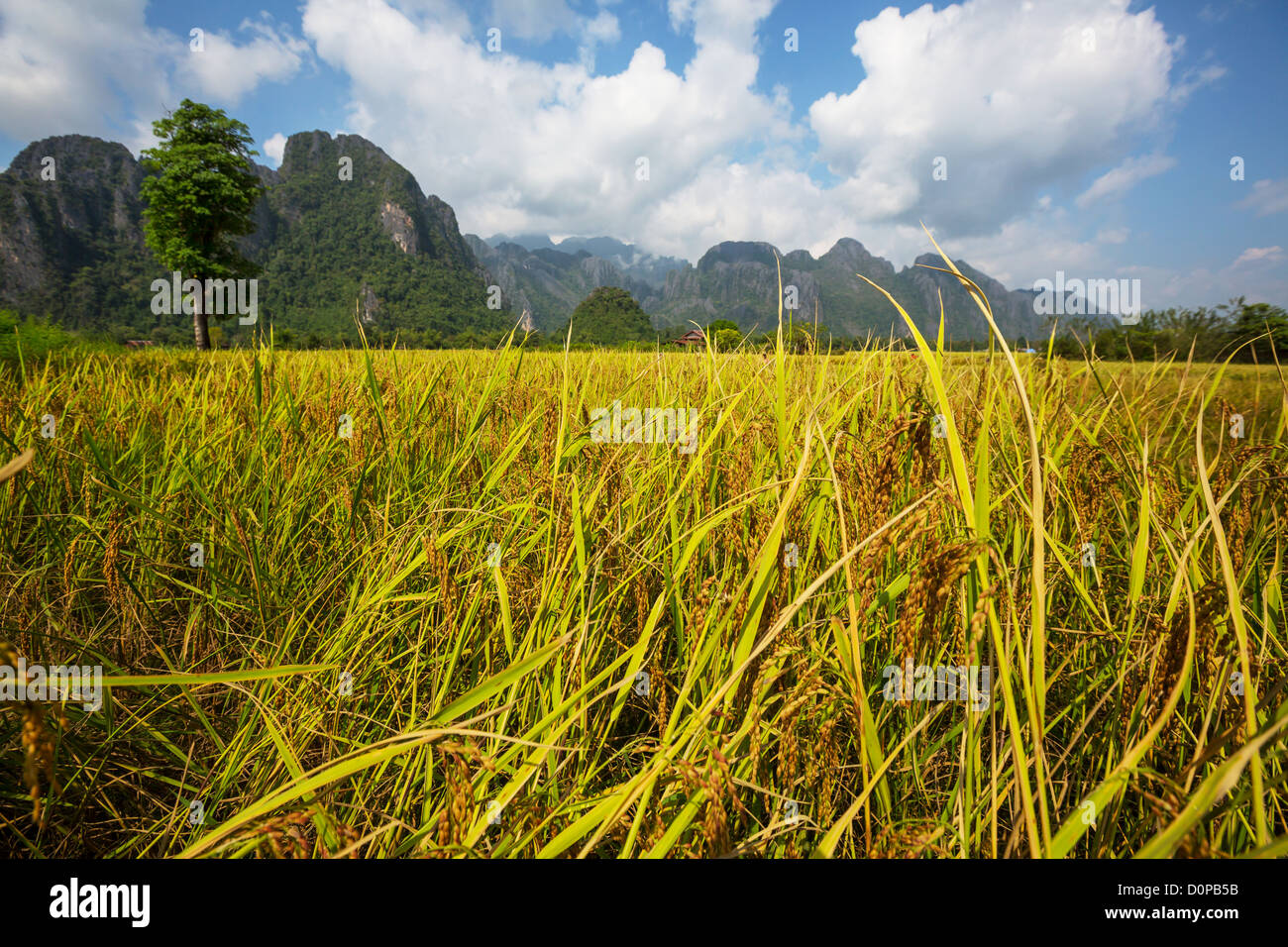 Rise field hi-res stock photography and images - Alamy