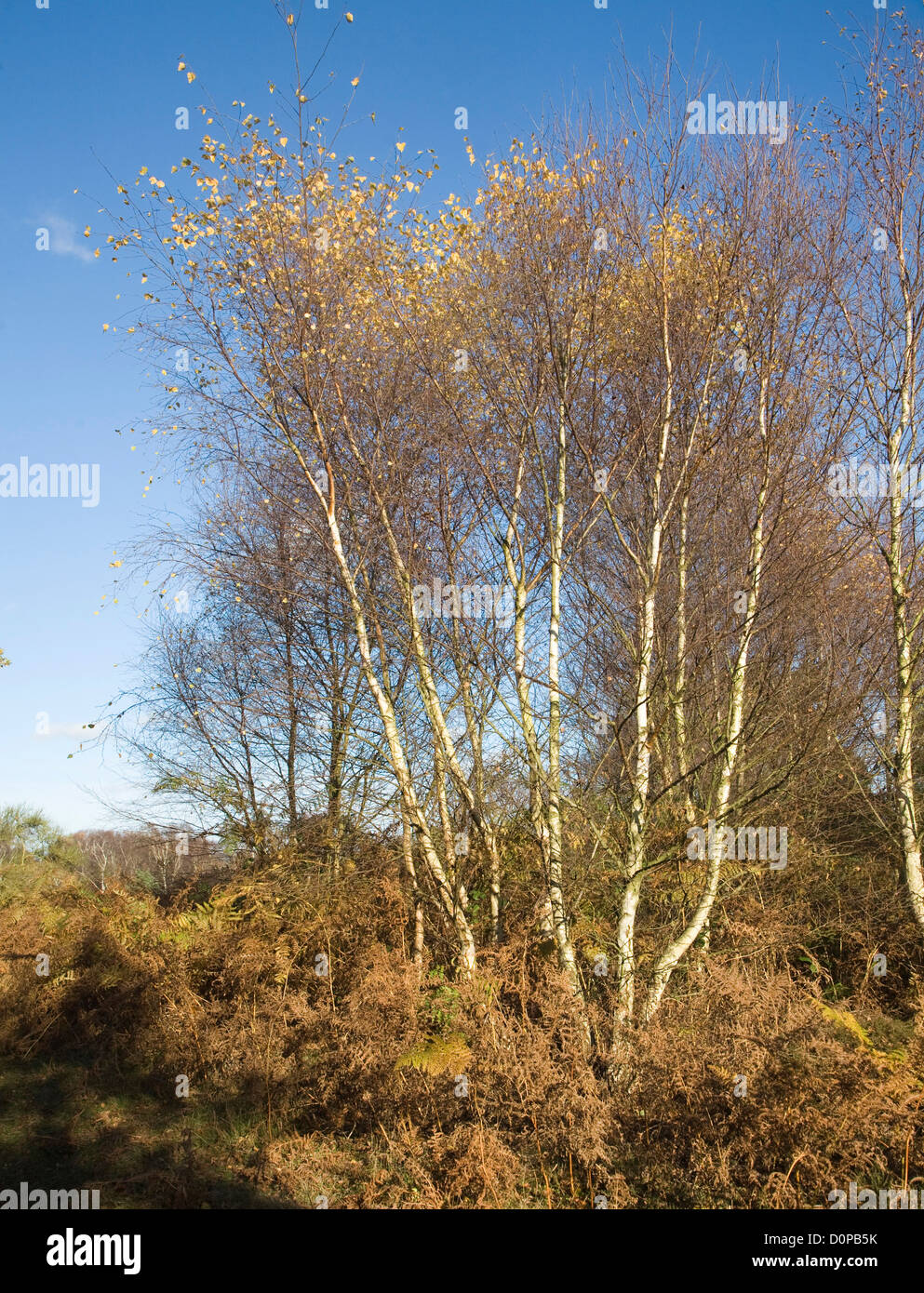 Betula pendula silver birch trees autumn Suffolk Sandlings heathland ...