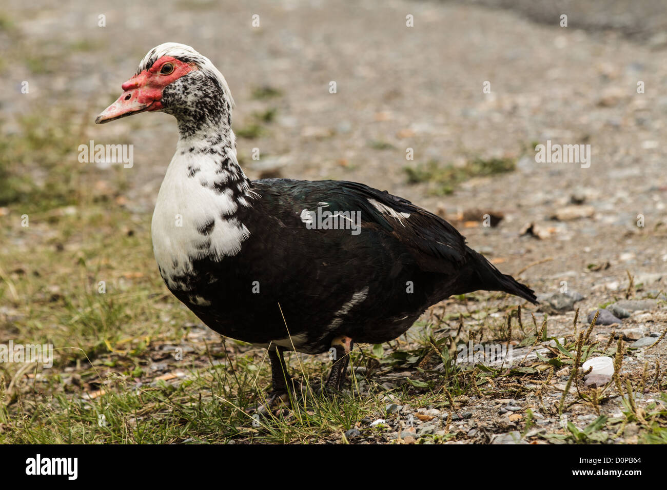 Beautiful grey goose standing hi-res stock photography and images - Alamy