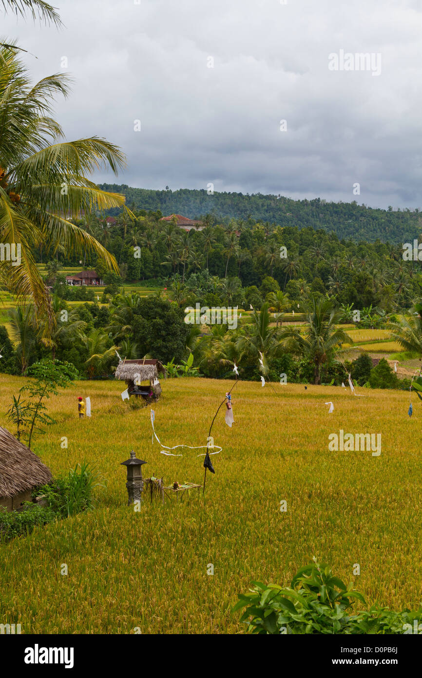 Typical bali landscape hi-res stock photography and images - Alamy