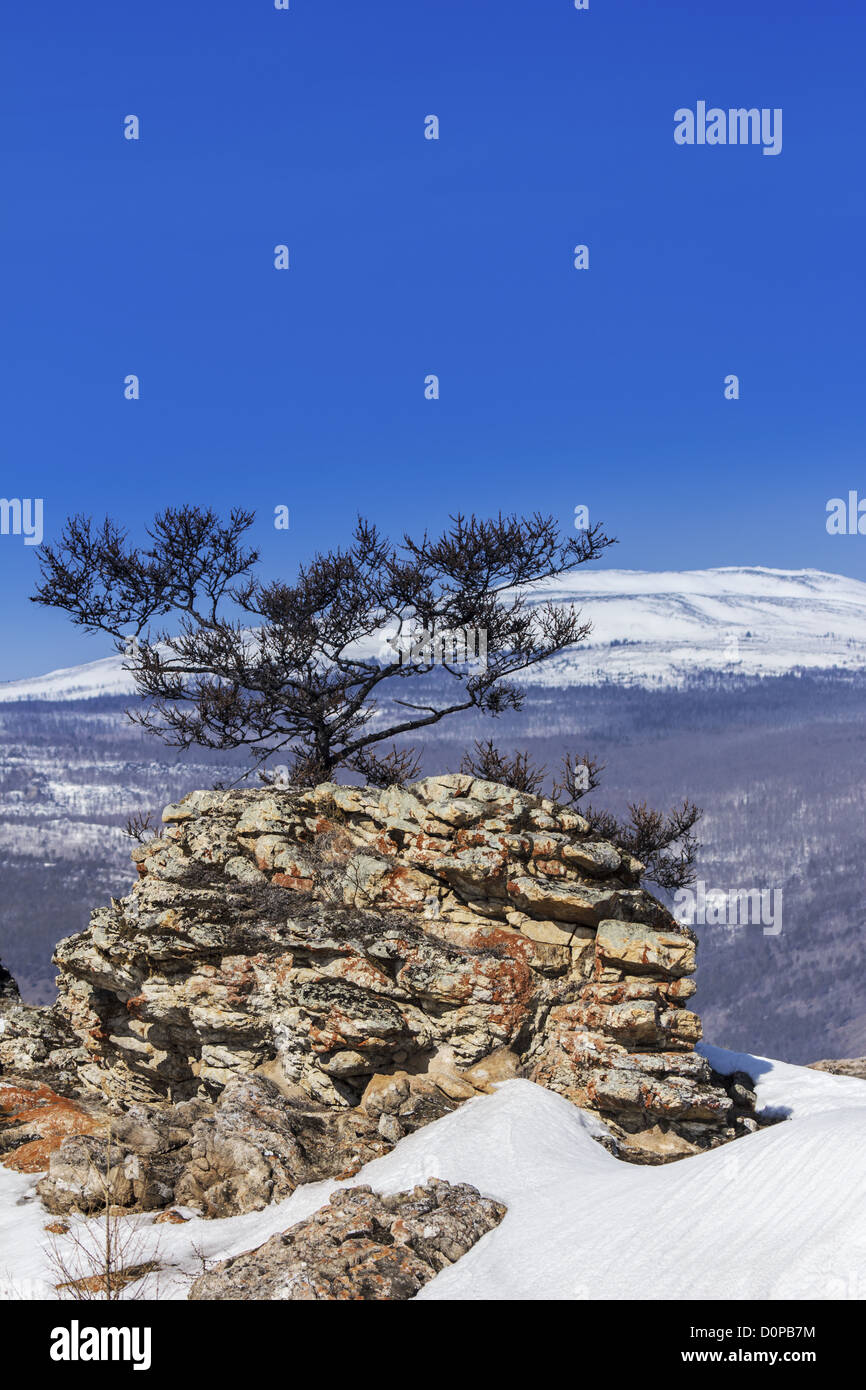 Tree on the rock hi-res stock photography and images - Alamy